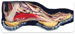 Orthoibiologic Treatment of Fat Pad Atrophy